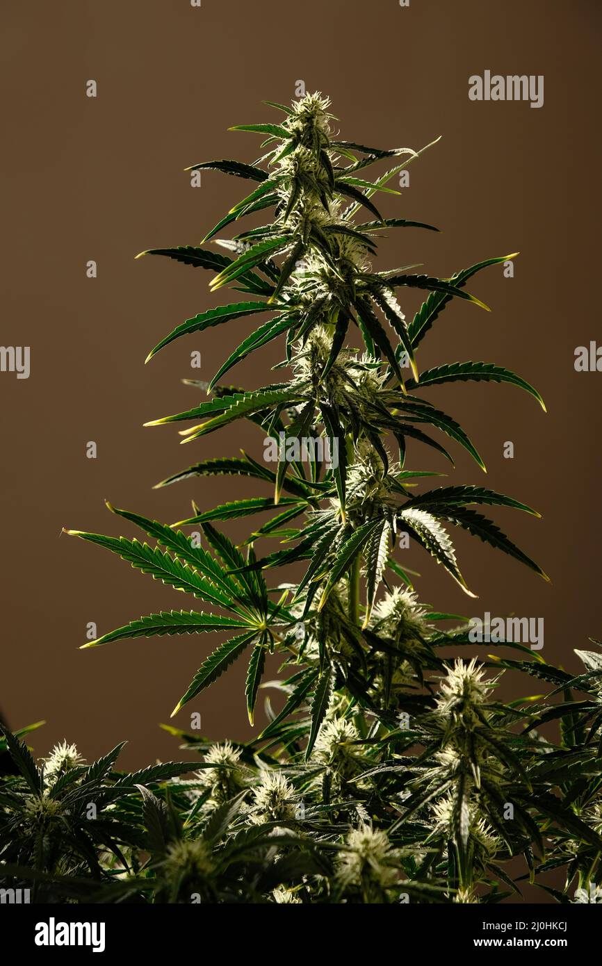 Blooming cannabis bush. Fresh marijuana plant. Green hemp buds on brown ...