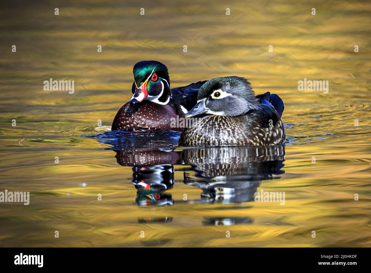 Cute duck hi-res stock photography and images - Alamy