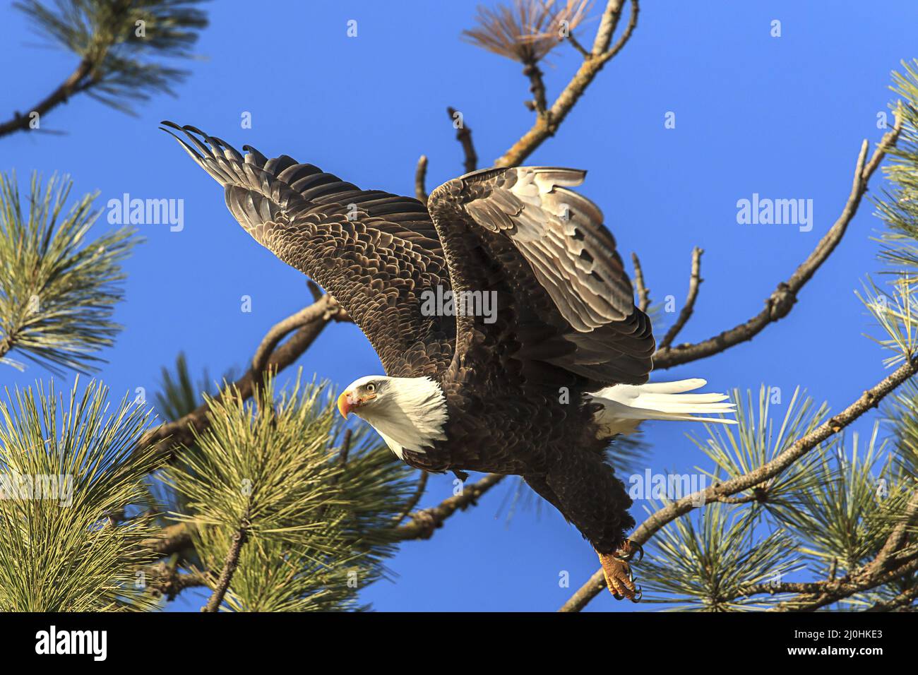 Bald eagle take off hi-res stock photography and images - Alamy