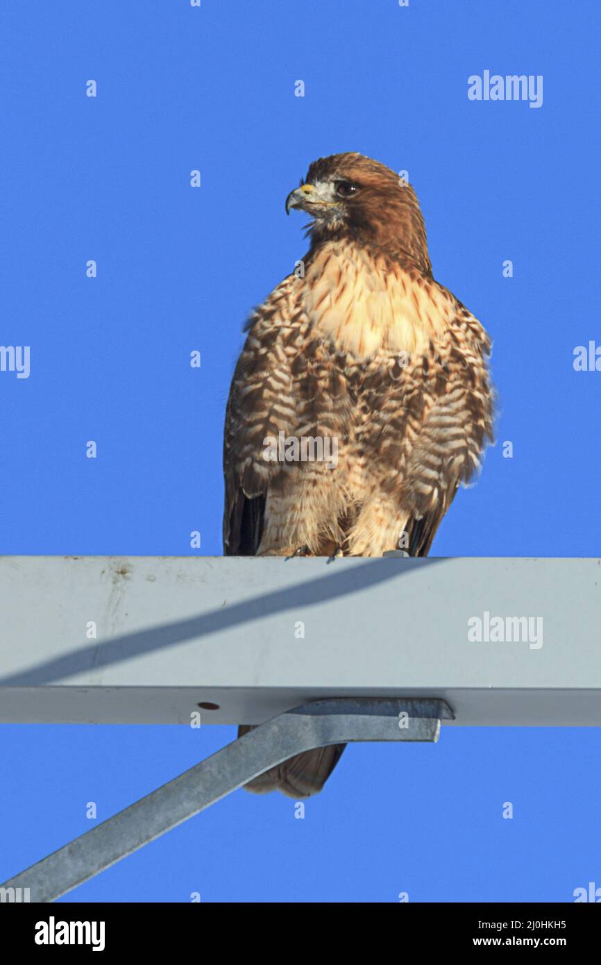 Red tailed hawk perched hi-res stock photography and images - Alamy
