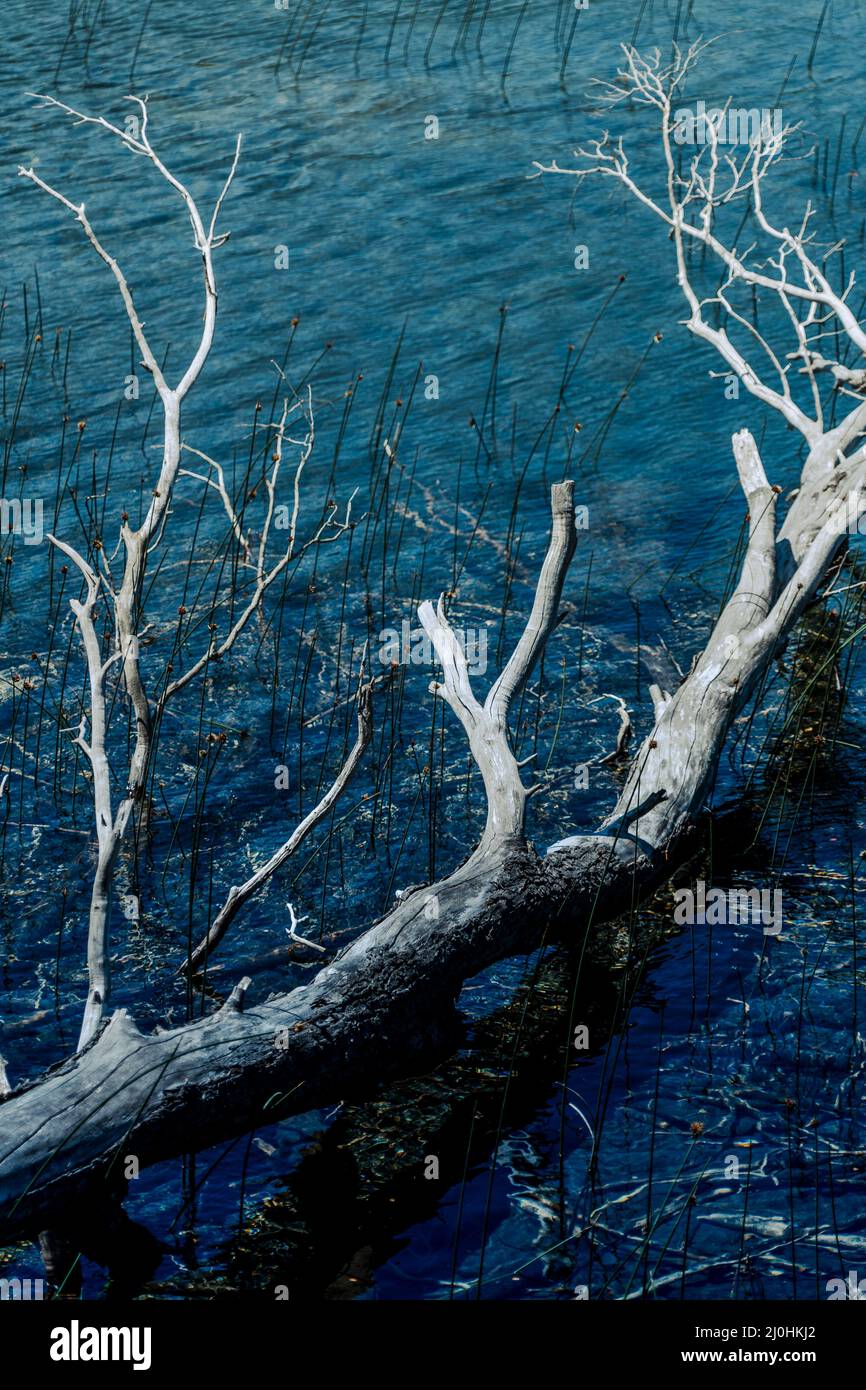 Vertical closeup shot of dry tree trunks on a body of water Stock Photo ...