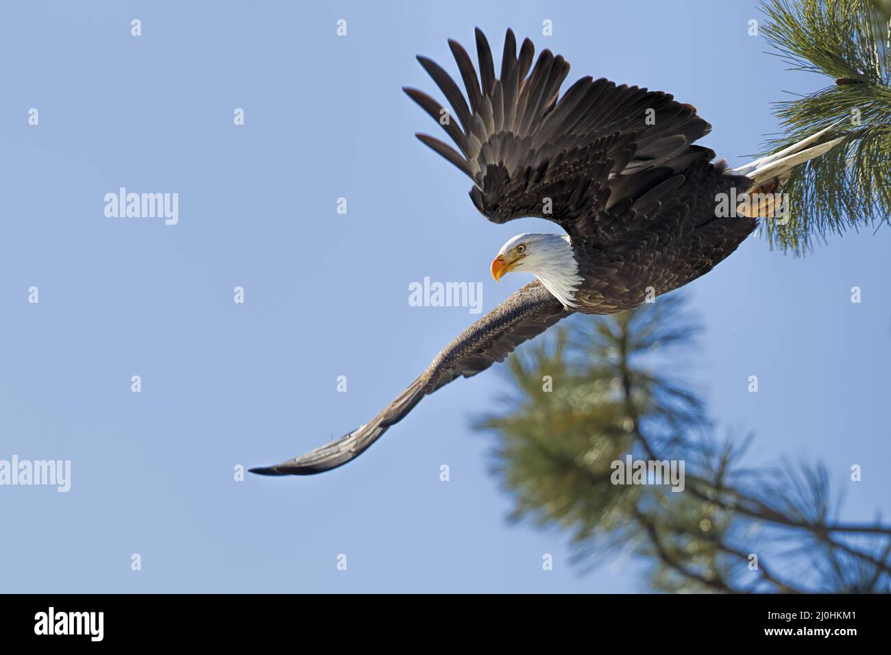 Bald eagle flying from tree hi-res stock photography and images - Alamy