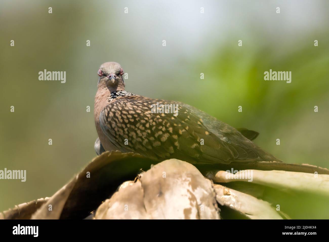 Dead spotted dove hi-res stock photography and images - Alamy