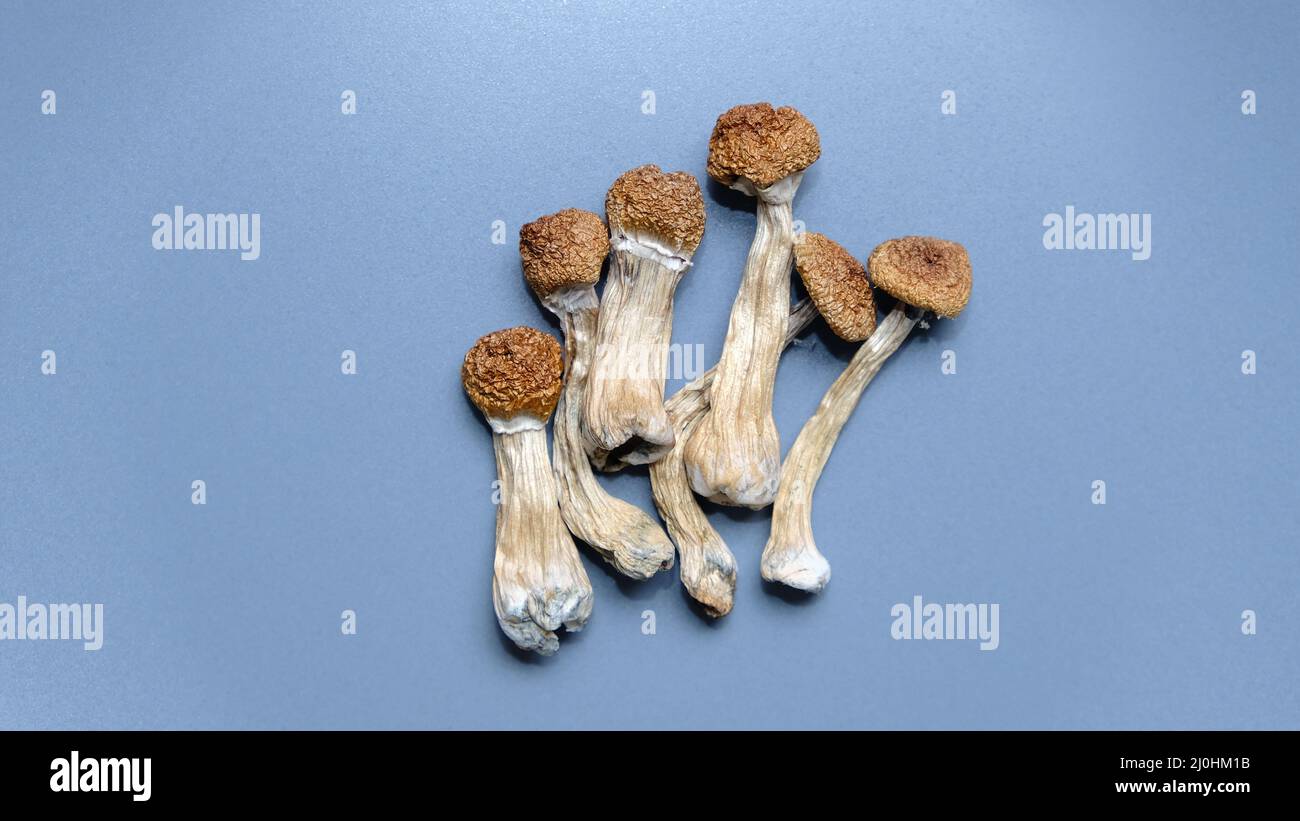 Psilocybin mushrooms on blue background. Psychedelic magic mushrooms ...