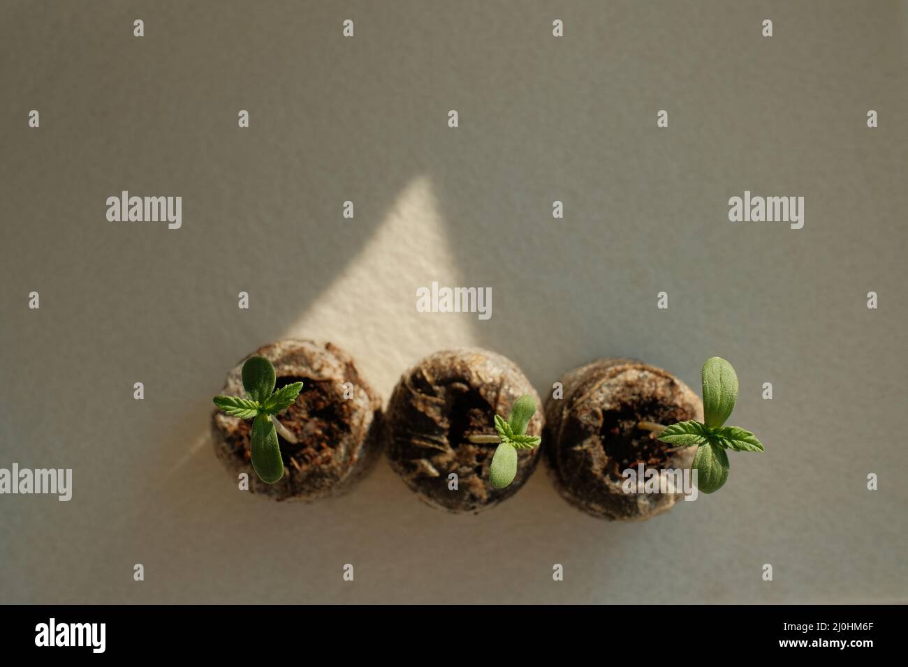 Cannabis sprouts close up. Fresh young marijuana seedling. Growing ...