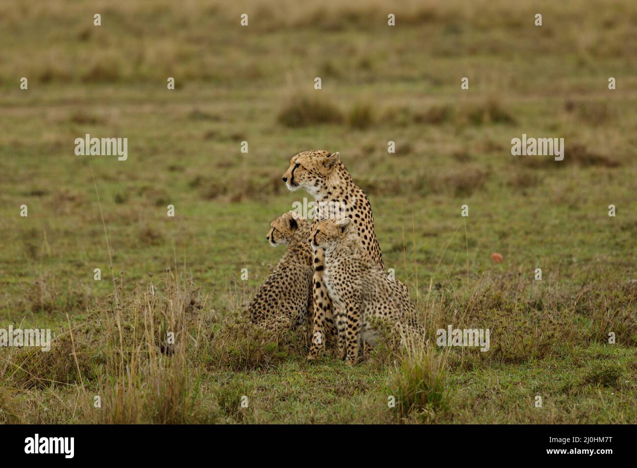 mother cheetah and cubs Stock Photo - Alamy
