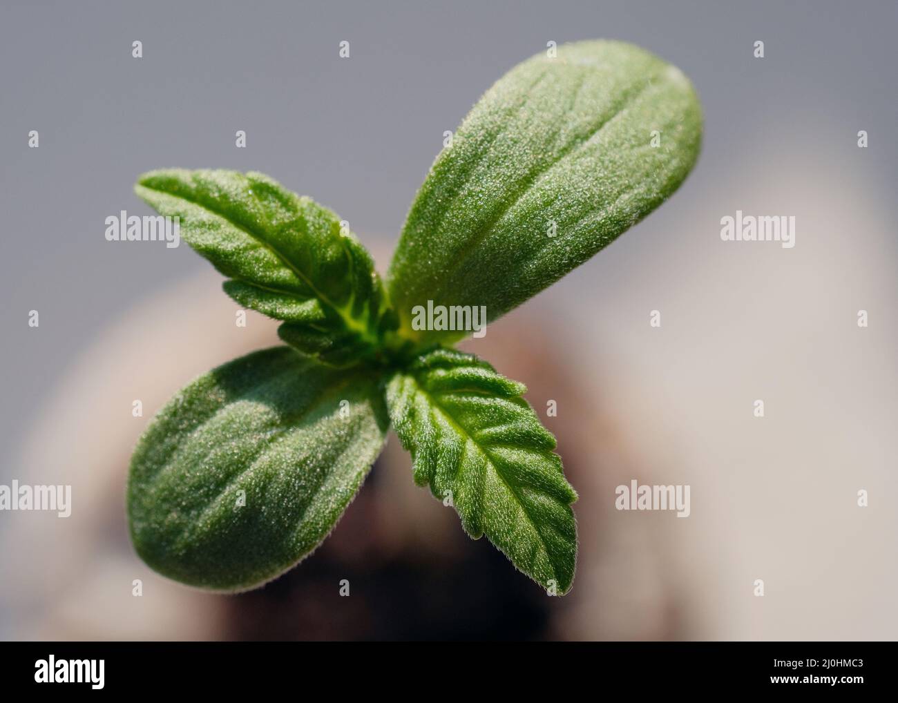 Cannabis sprout close up. Fresh young marijuana seedling. Growing plant ...