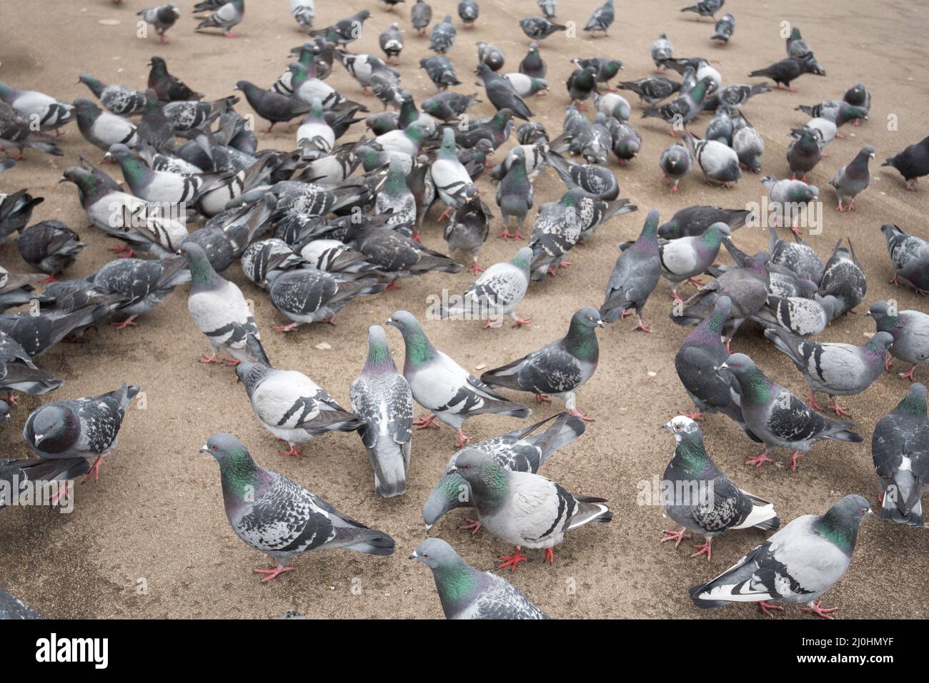 Feral pigeons in George Square Glasgow. Fed by some but a health ...