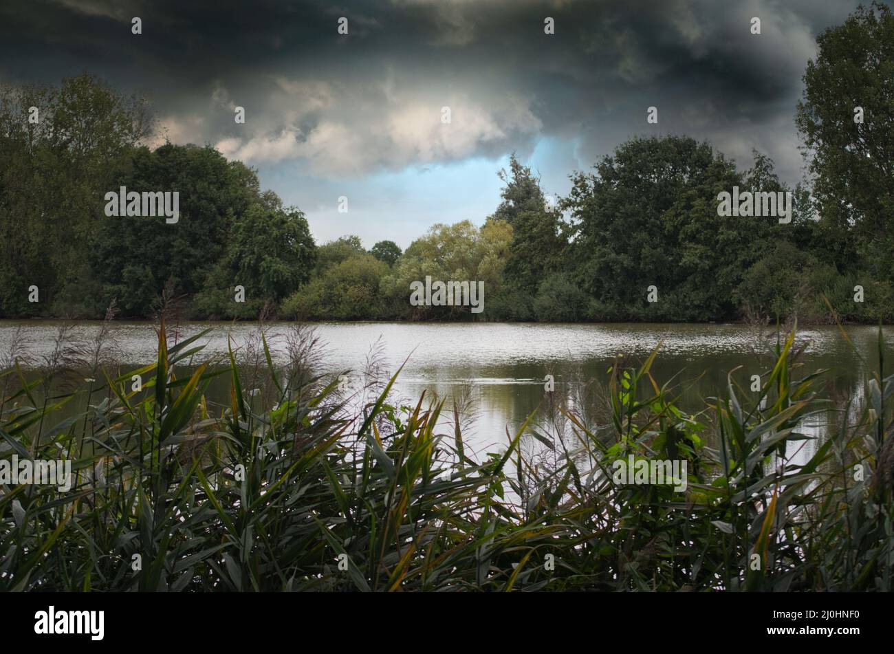 Beautiful view of a green lake surrounded by trees and grass in a ...