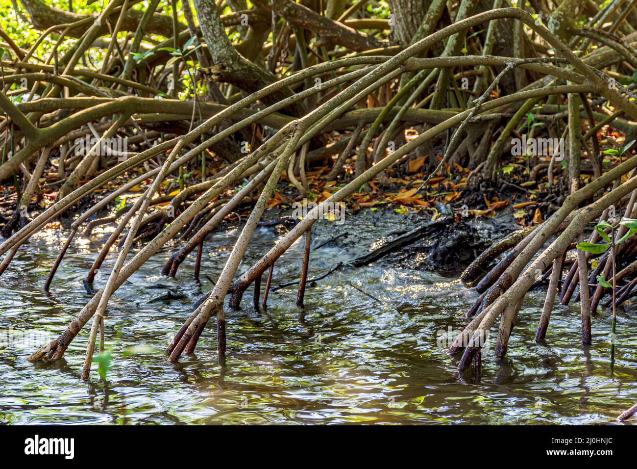 Roots Of Mangrove Trees