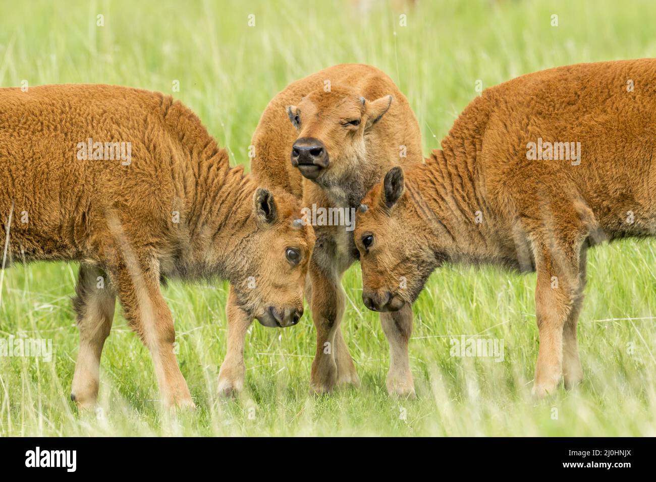 American bison and calves hi-res stock photography and images - Alamy