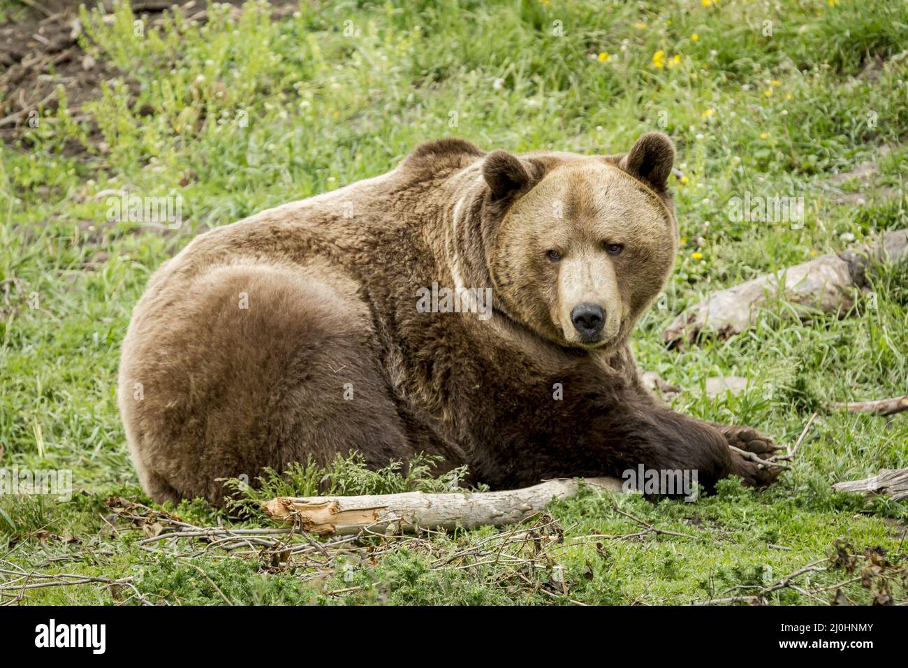 Rescue bear hi-res stock photography and images - Alamy