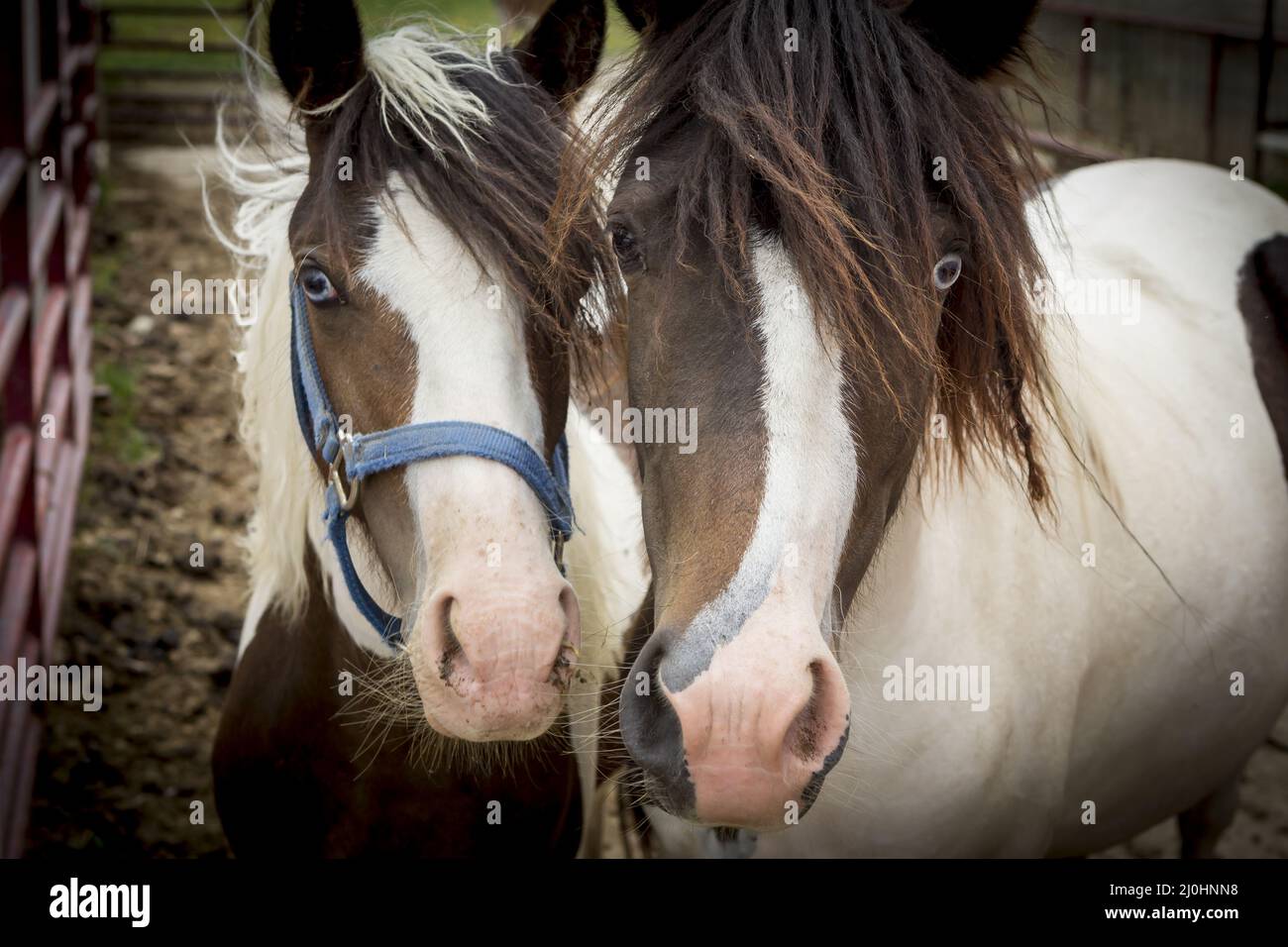Cute ponies hi-res stock photography and images - Alamy