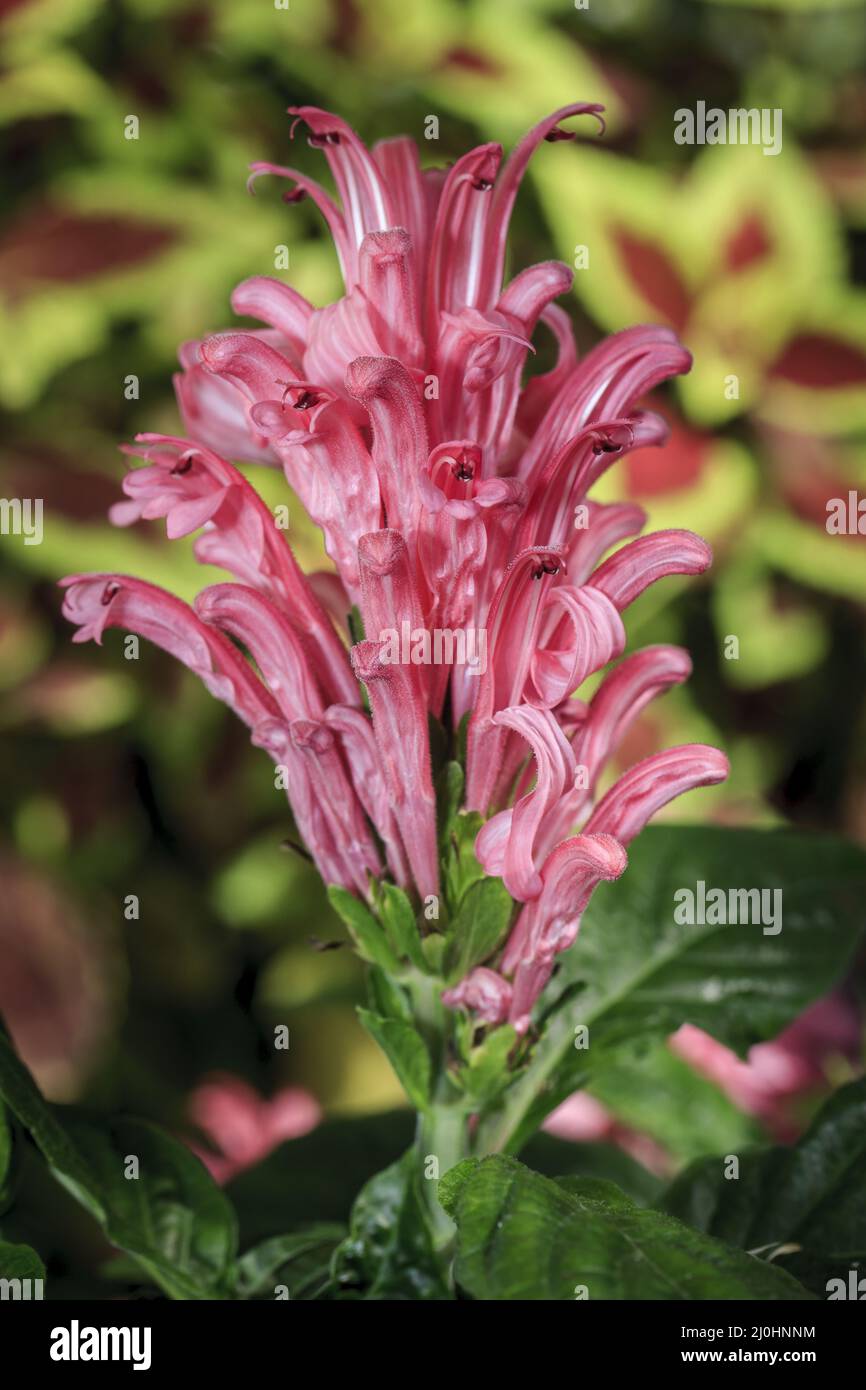 Pretty pink Brazillian Plume Stock Photo - Alamy