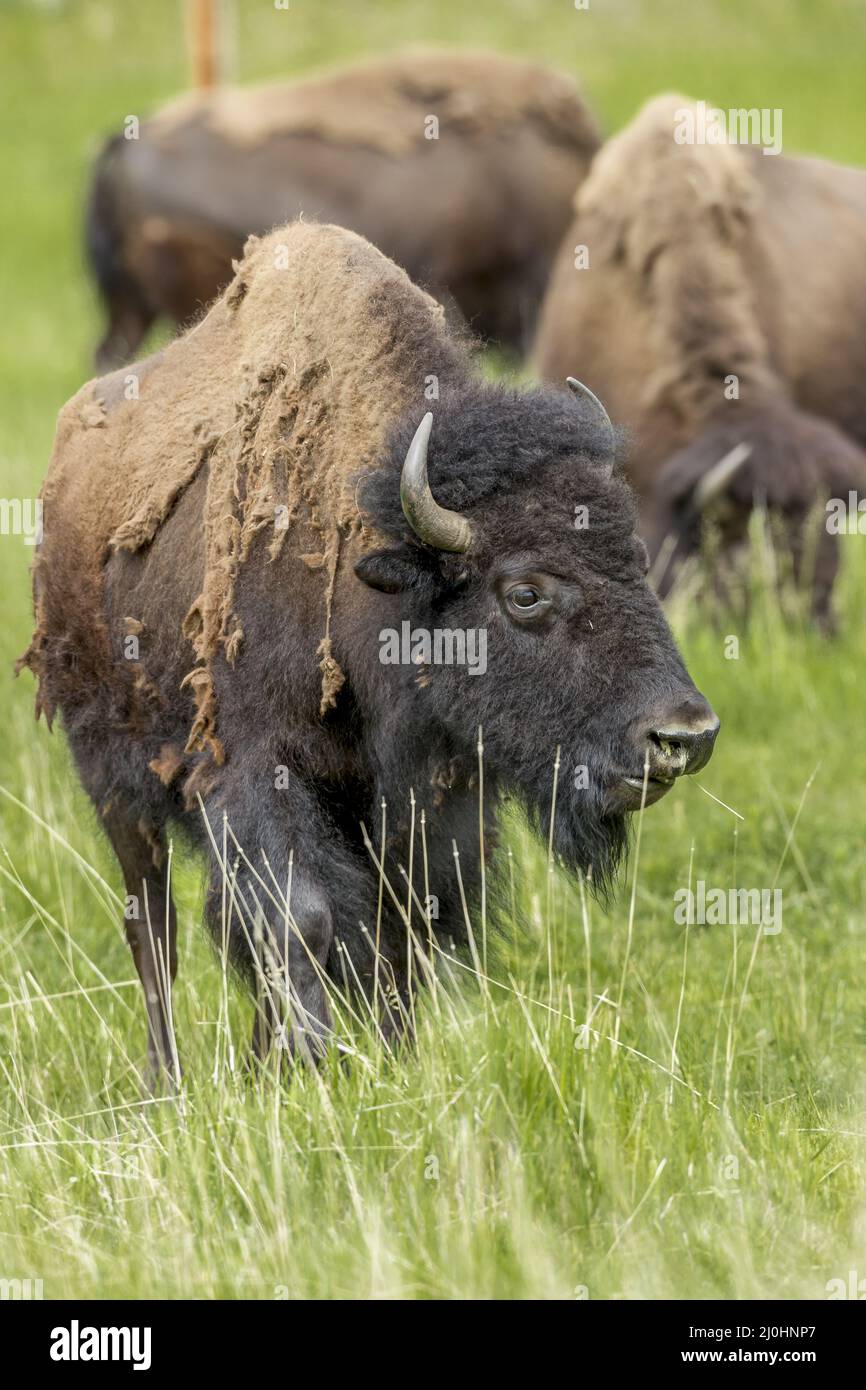 Close up of bison hi-res stock photography and images - Alamy