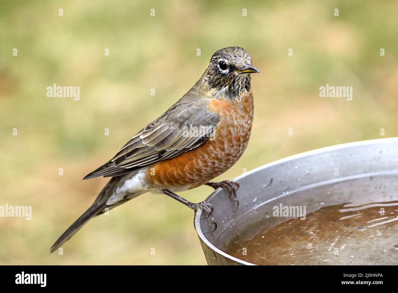 Robin bird bath hi-res stock photography and images - Alamy