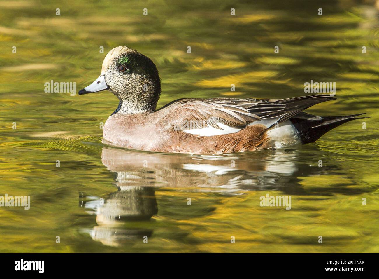 Wigeon species hi-res stock photography and images - Alamy