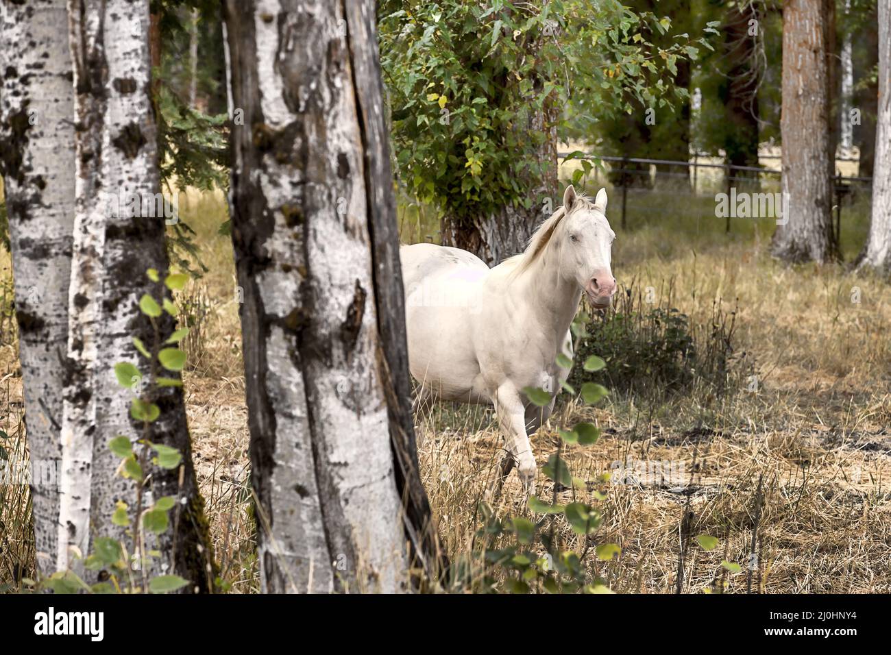 Horse trees hi-res stock photography and images - Alamy