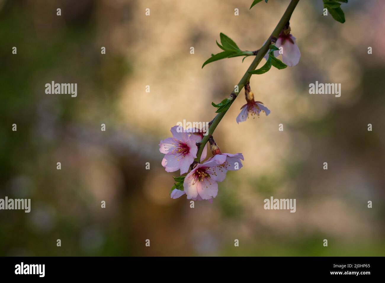 Srinagar, Jammu And Kashm, India. 19th Mar, 2022. Almond flower is seen ...