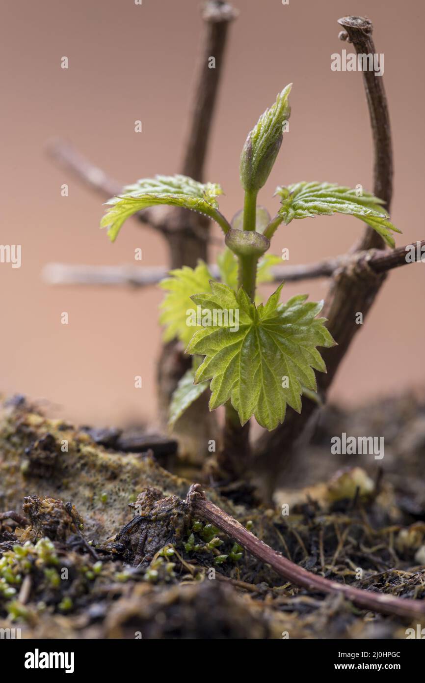 Small hop plant in spring Stock Photo - Alamy