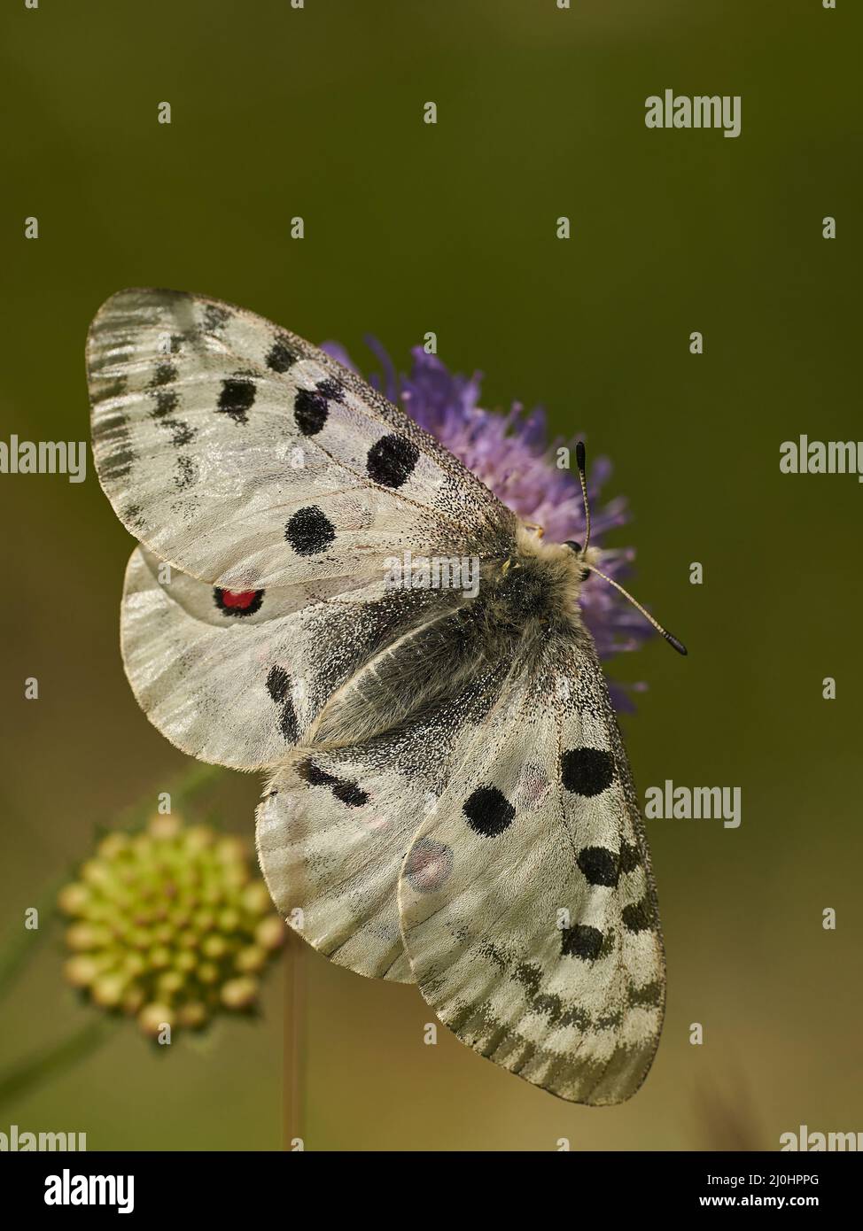 Apollofalter hi-res stock photography and images - Alamy