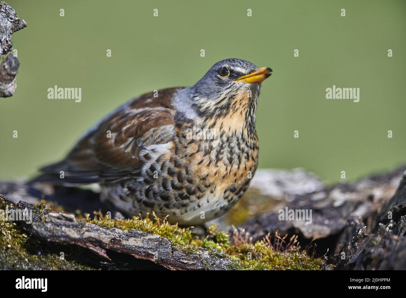 Singing wood thrush hi-res stock photography and images - Alamy