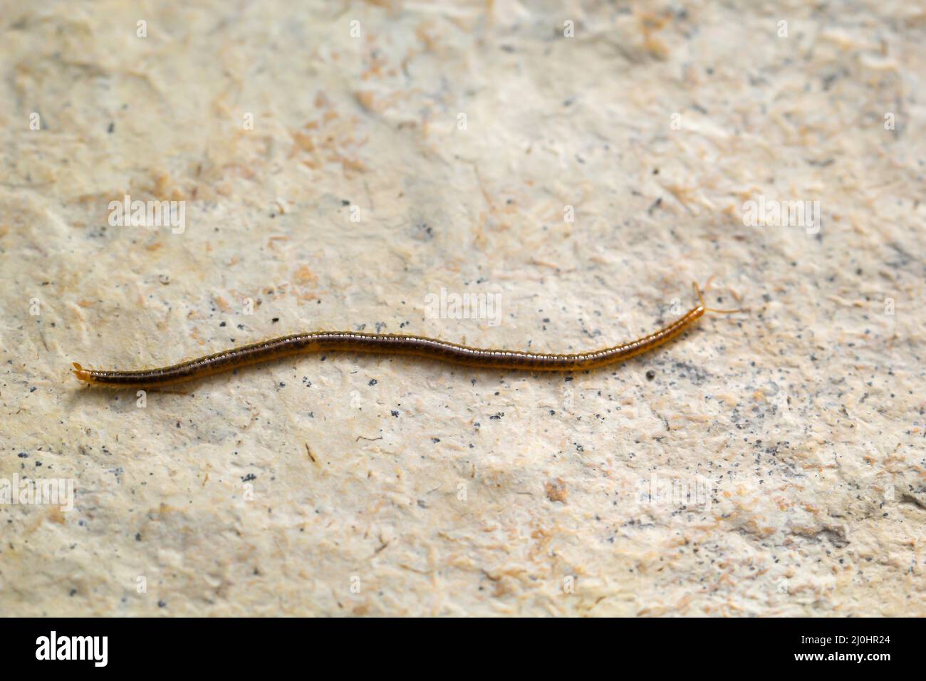 House Centipede Larva Soil Bugs An Illustrated Guide To New Zealand