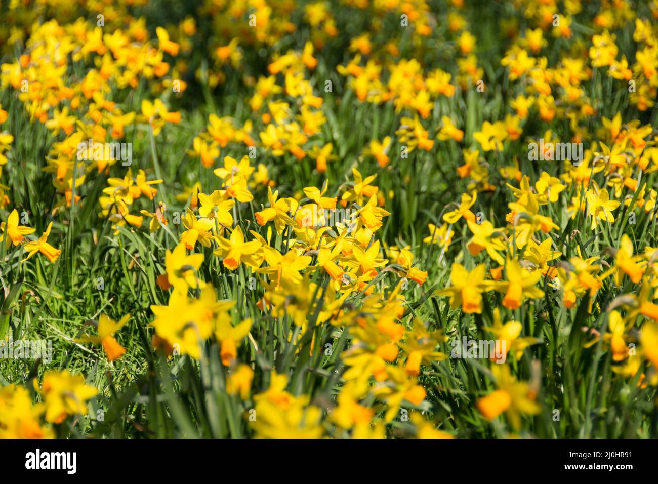 Golden yellow Spring daffodils, London, England, UK Stock Photo - Alamy