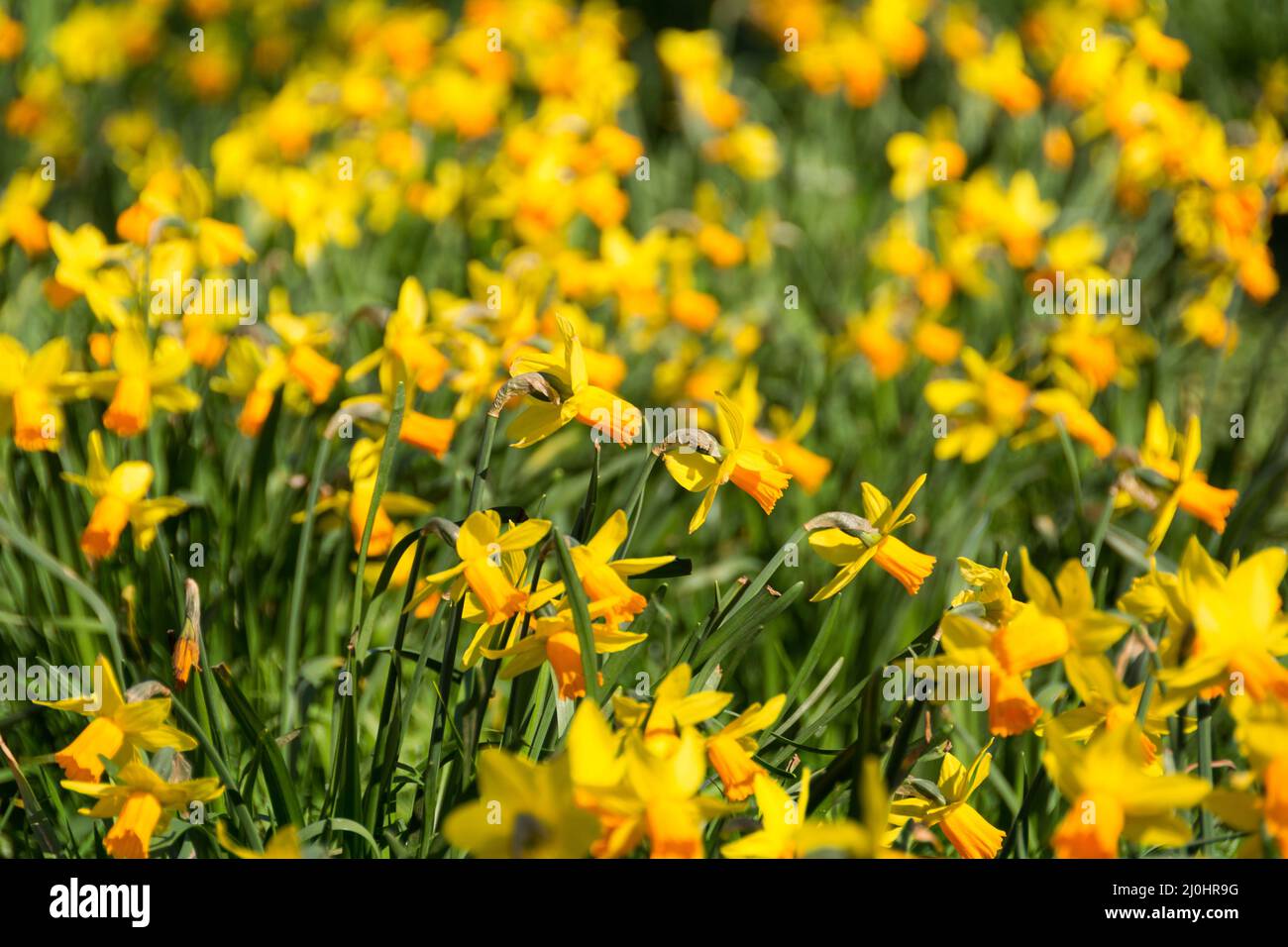 Golden yellow Spring daffodils, London, England, UK Stock Photo - Alamy
