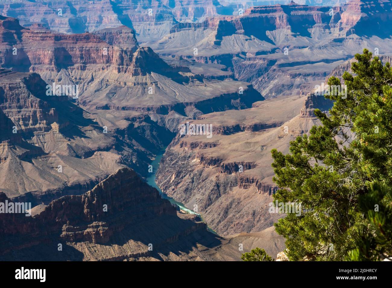Tree overlooking grand canyon hi-res stock photography and images - Alamy