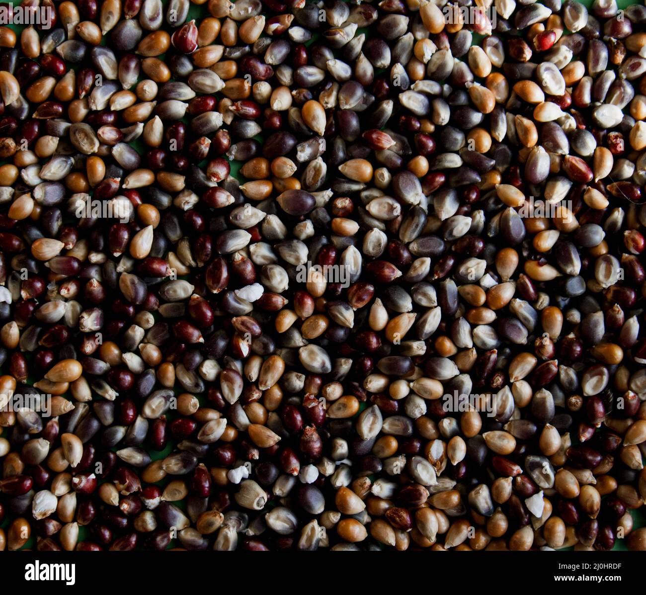 A layer of different colors popcorn kernels, forming a textured ...