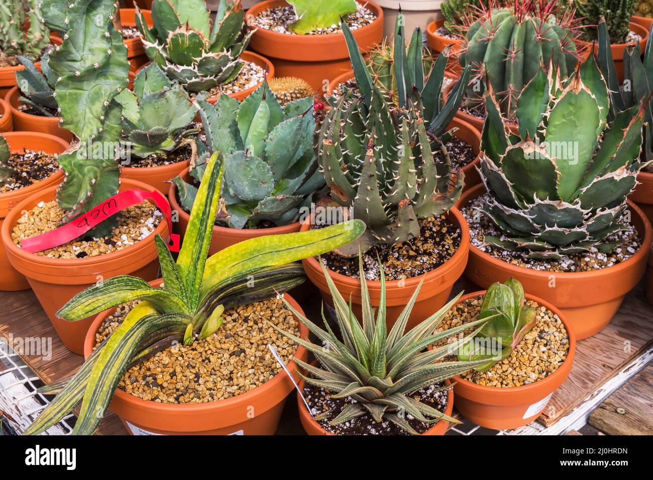 Cacti planters hi-res stock photography and images - Alamy