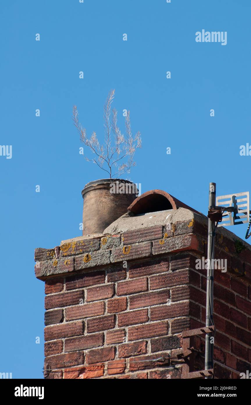 Old chimney stack with a small tree growing from pot against the clear ...