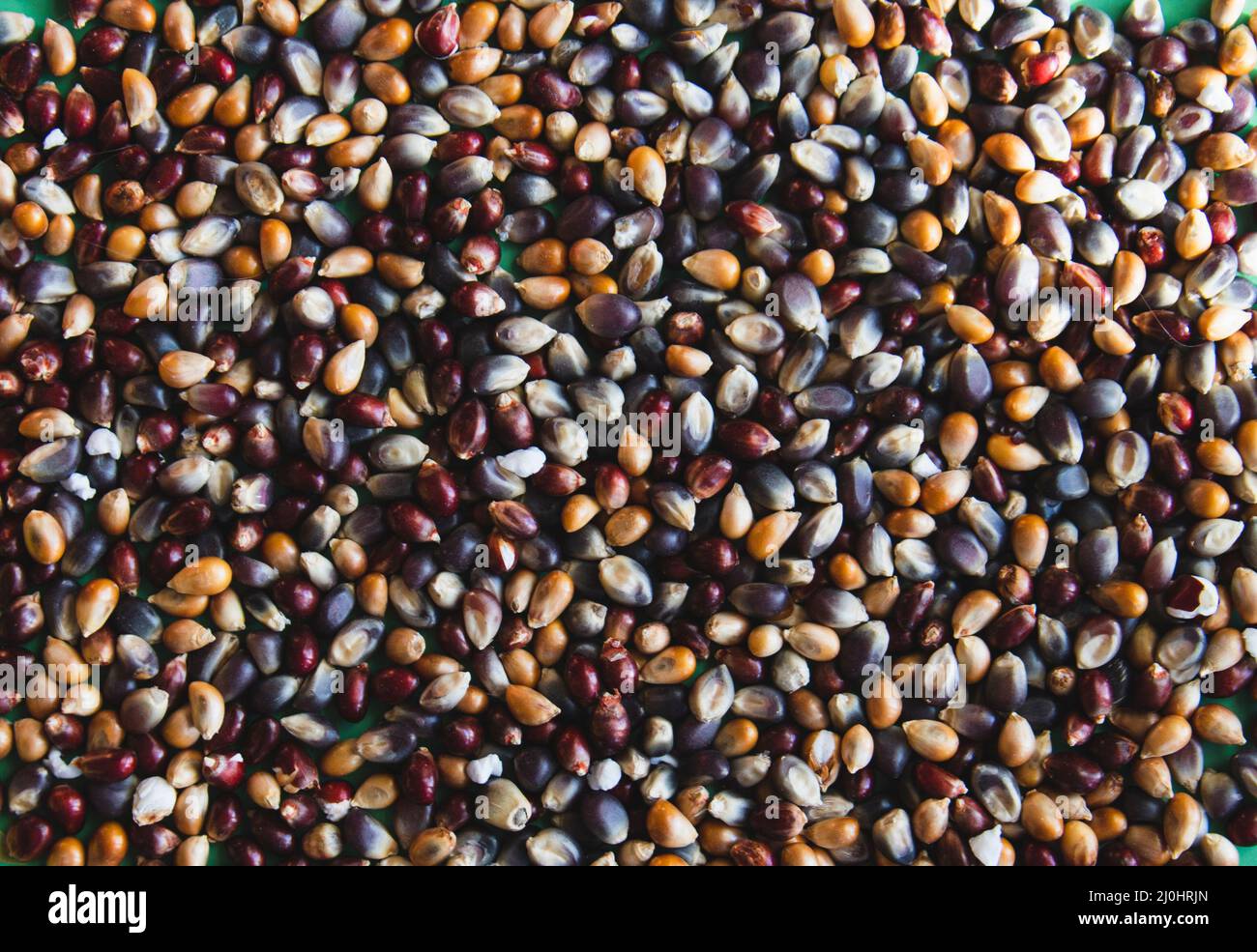 A layer of different colors popcorn kernels, forming a textured ...