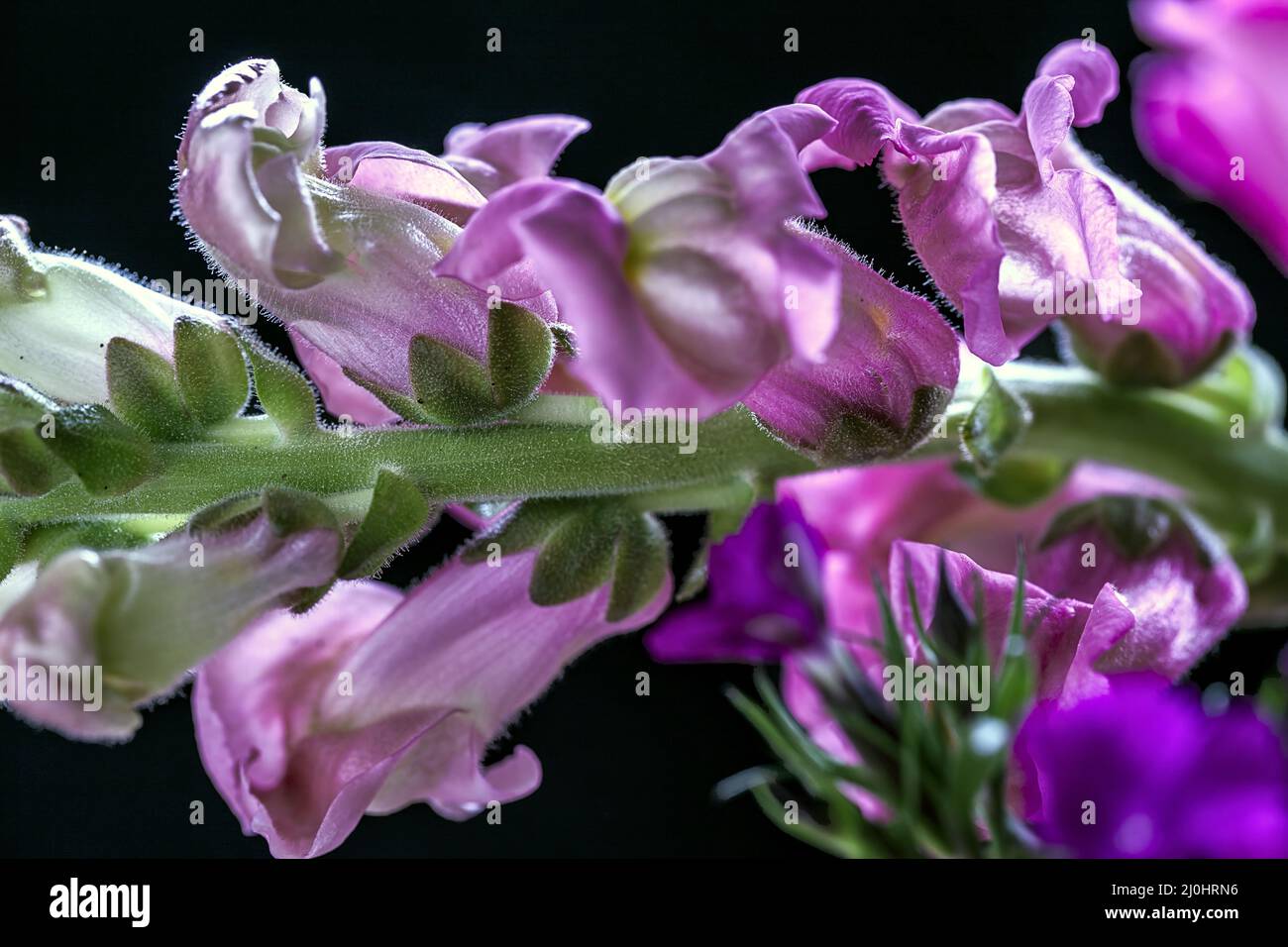 Snapdragon petal hi-res stock photography and images - Alamy