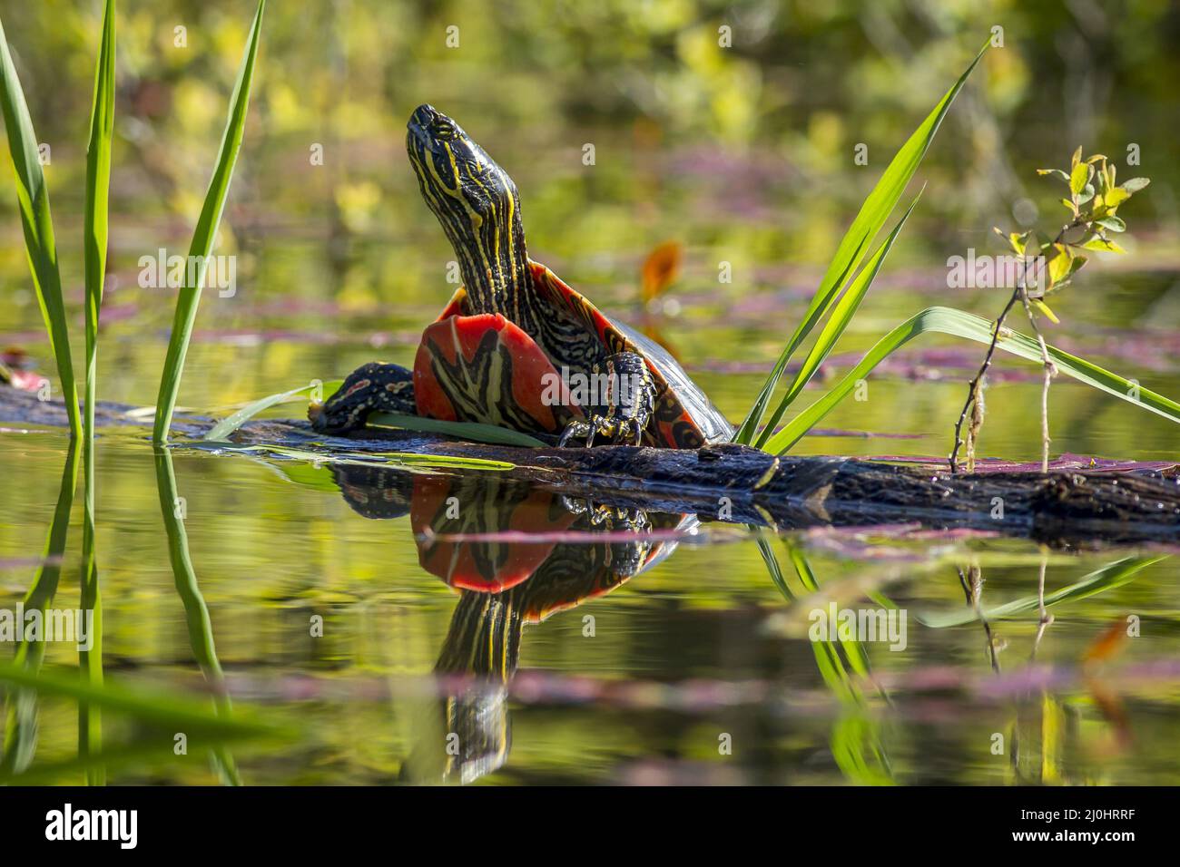 Painted turtle on log hi-res stock photography and images - Alamy