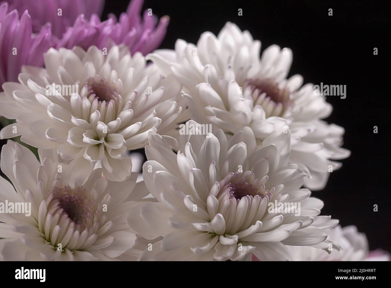 White mums hi-res stock photography and images - Alamy