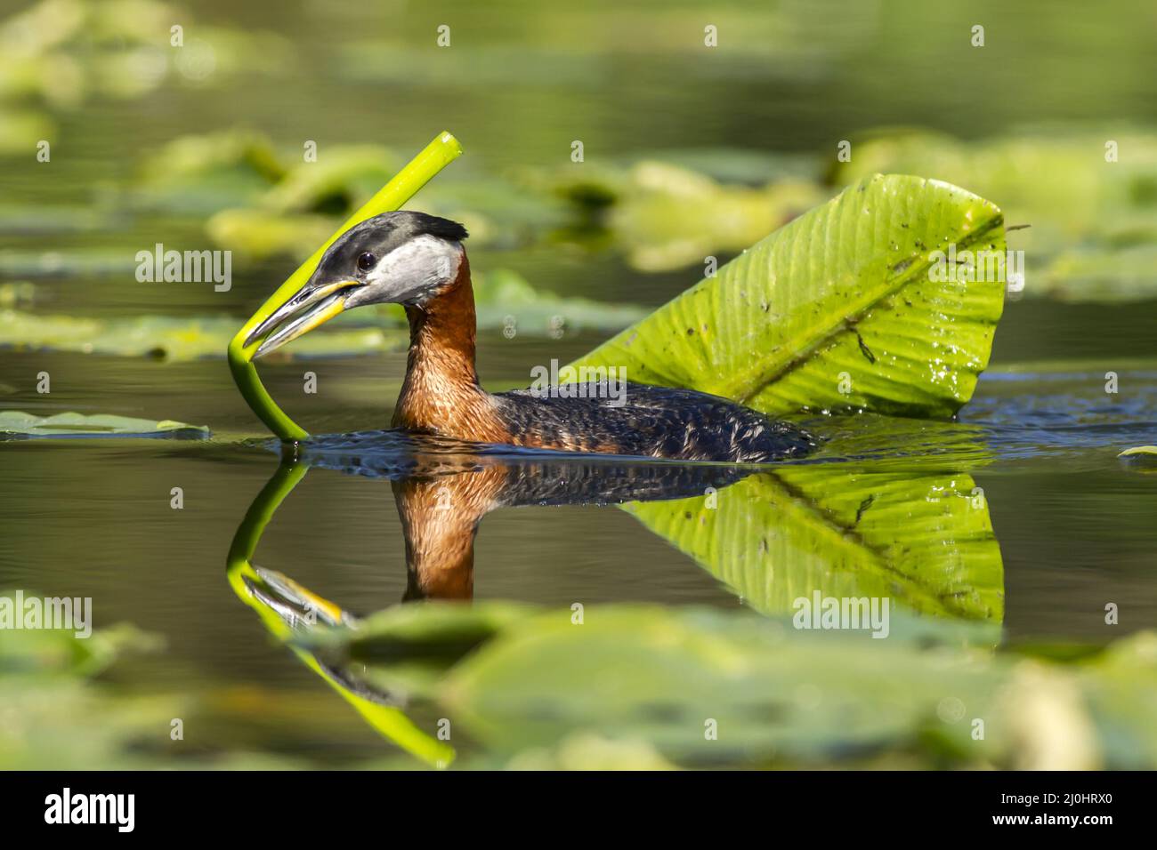 Lily pad bird hi-res stock photography and images - Alamy