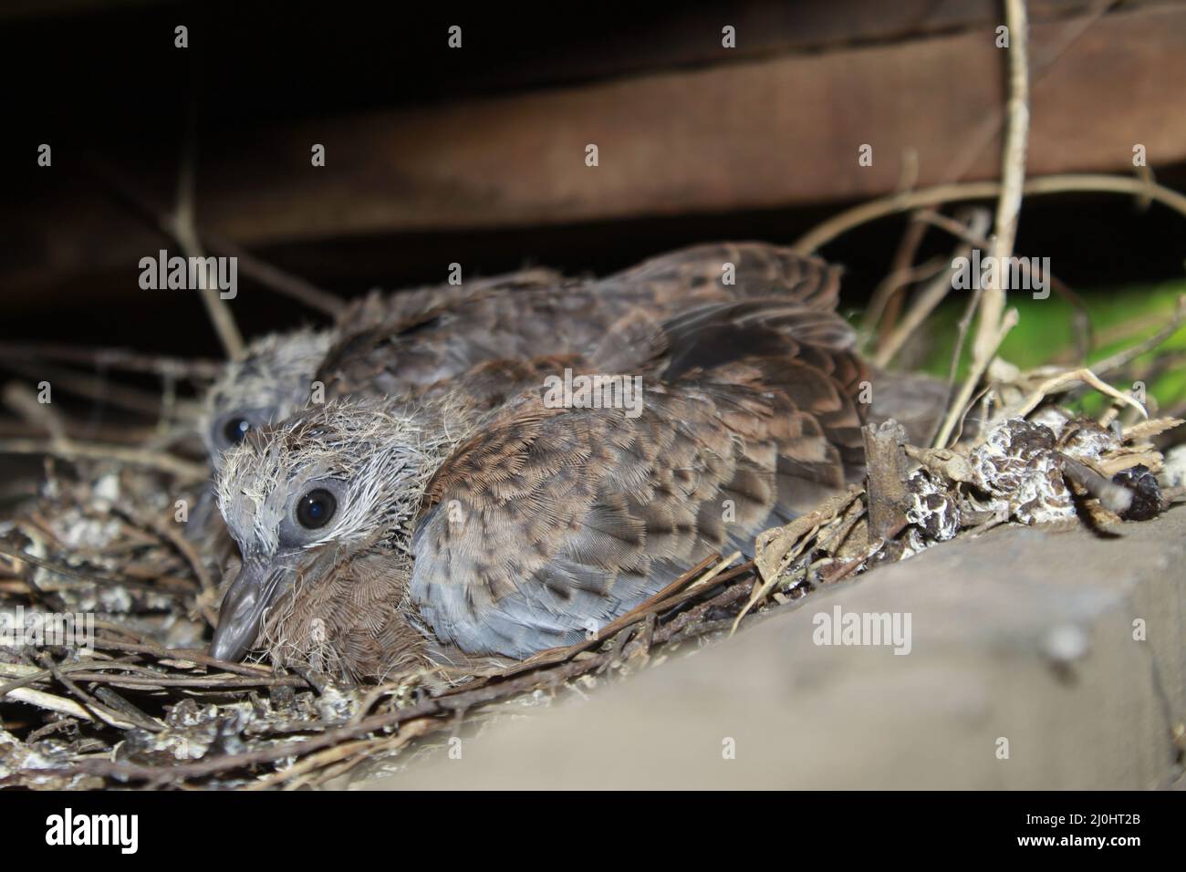 Young baby Spotted Dove on the nest Stock Photo - Alamy