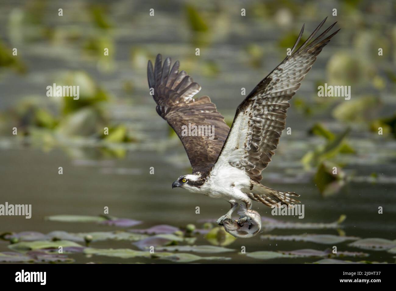 Osprey catches fish in claws Stock Photo - Alamy
