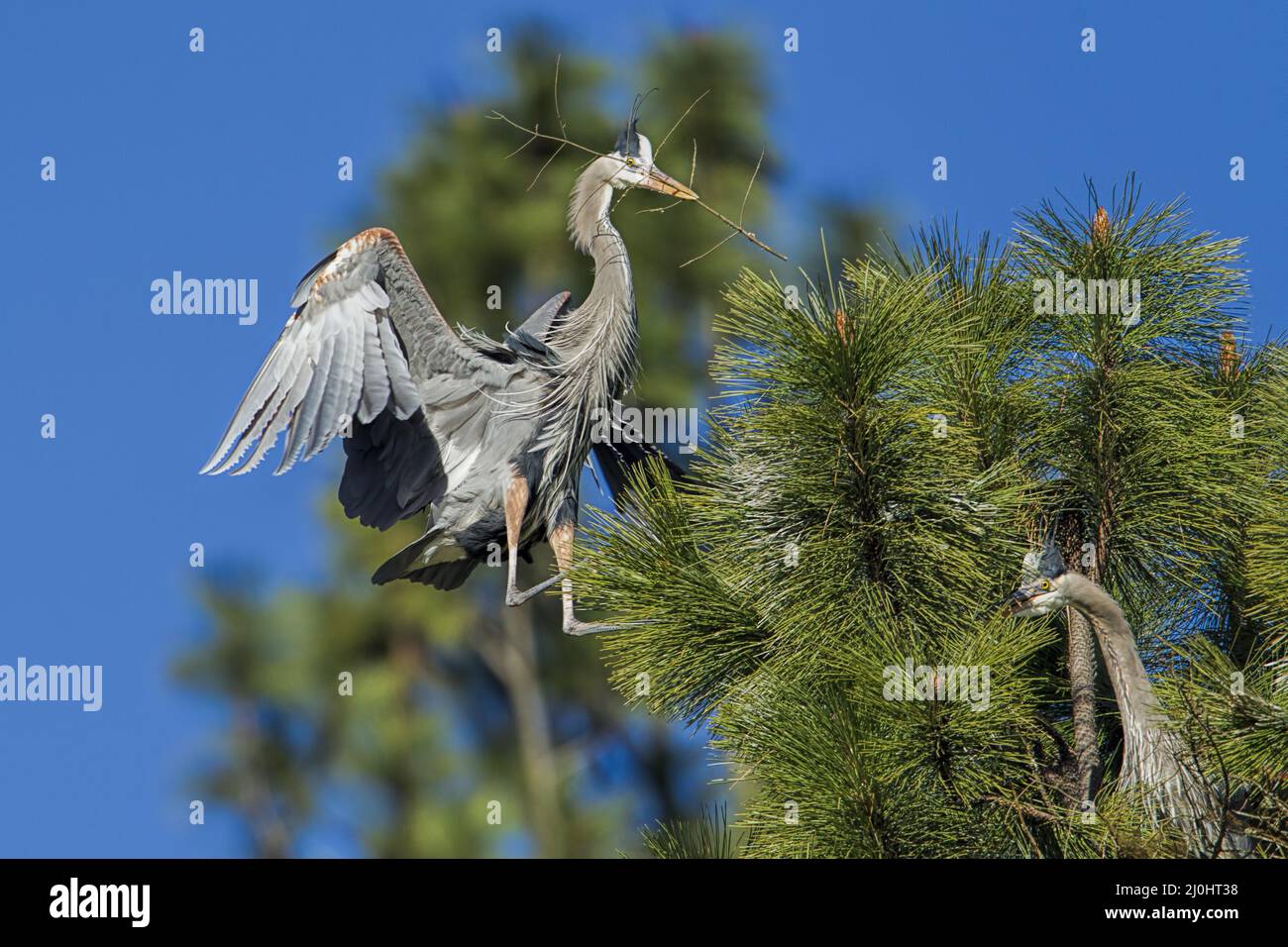 Landing in tree hi-res stock photography and images - Alamy