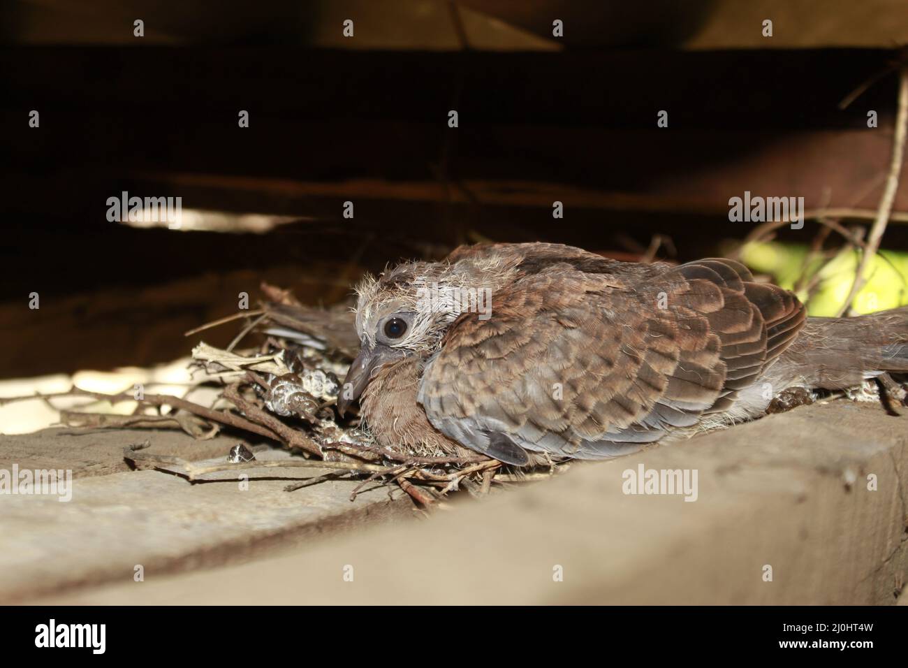 Young baby Spotted Dove on the nest Stock Photo - Alamy