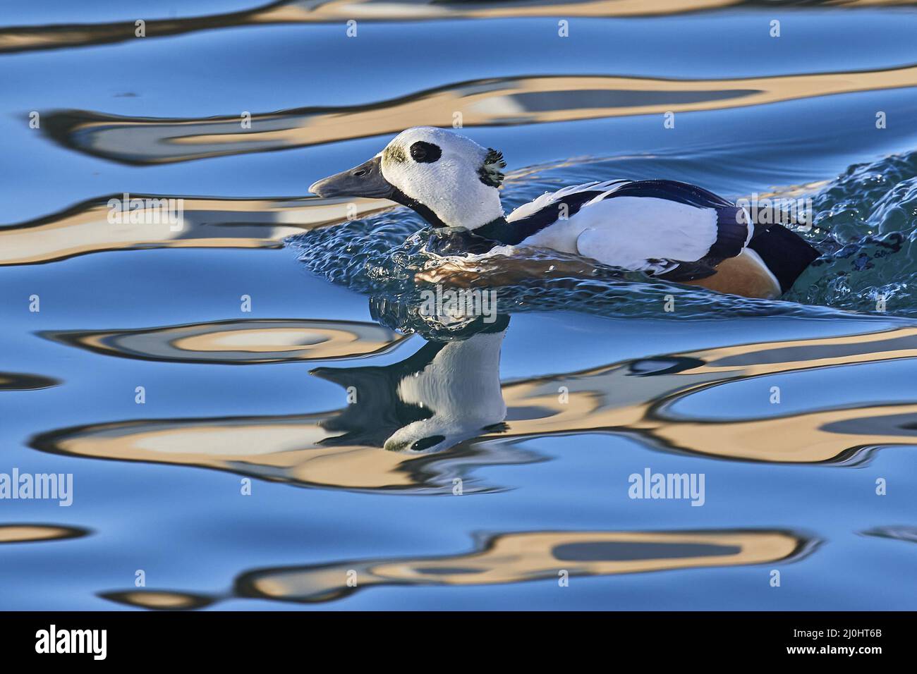 Pinto duck hi-res stock photography and images - Alamy