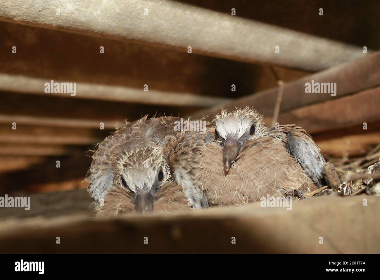 Young baby Spotted Dove on the nest Stock Photo - Alamy