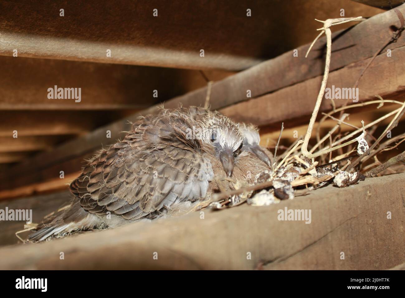 Spotted dove flying hi-res stock photography and images - Alamy