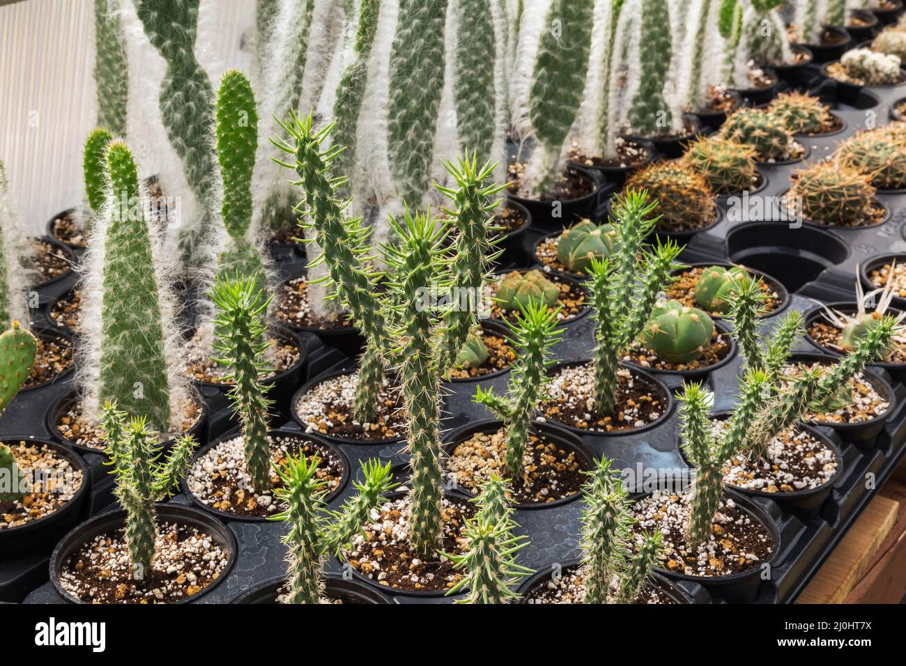 Mixed cacti plants including Opuntia 'Snow' cactuses growing in ...