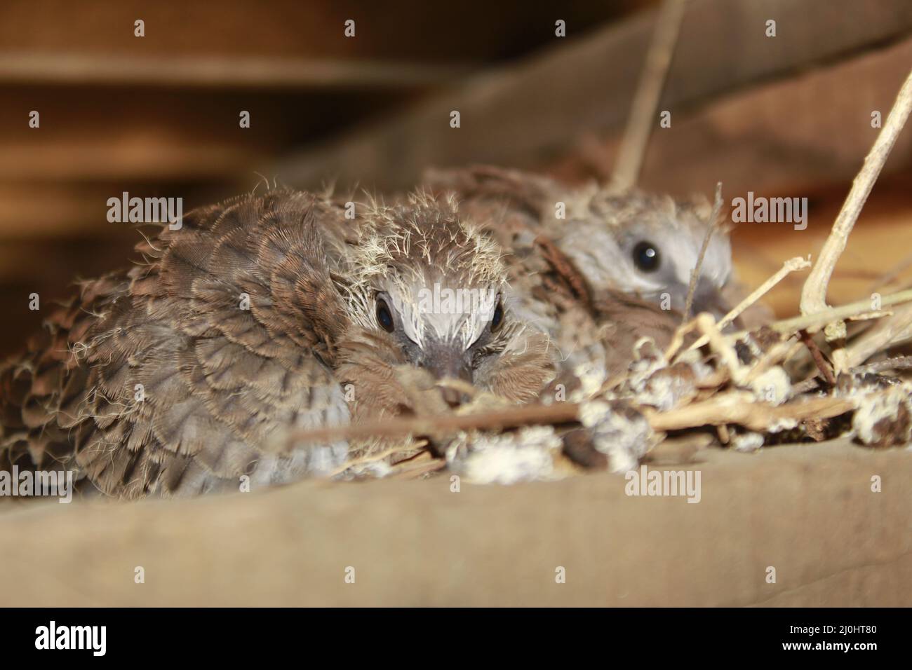 Young baby Spotted Dove on the nest Stock Photo - Alamy