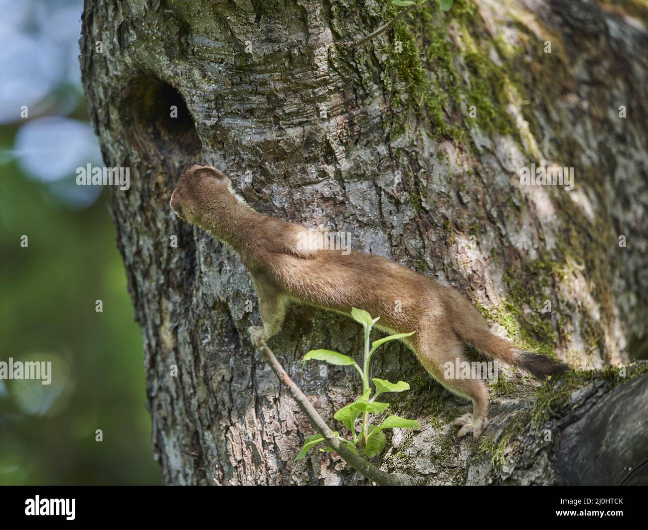 Furr tree hi-res stock photography and images - Alamy