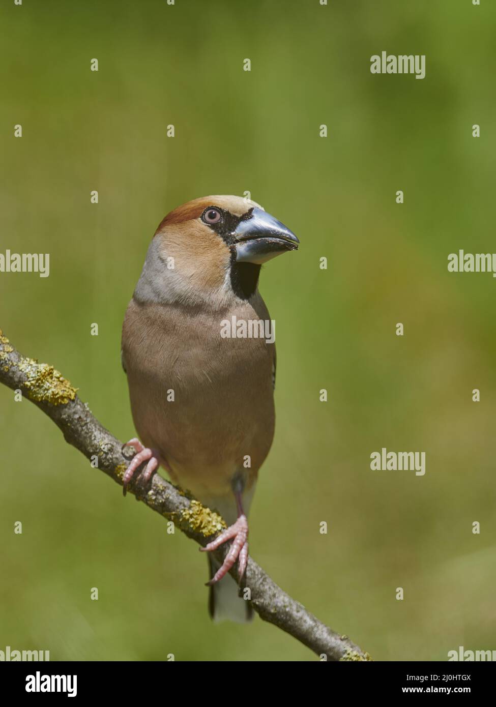 Europaeischen finch hi-res stock photography and images - Alamy