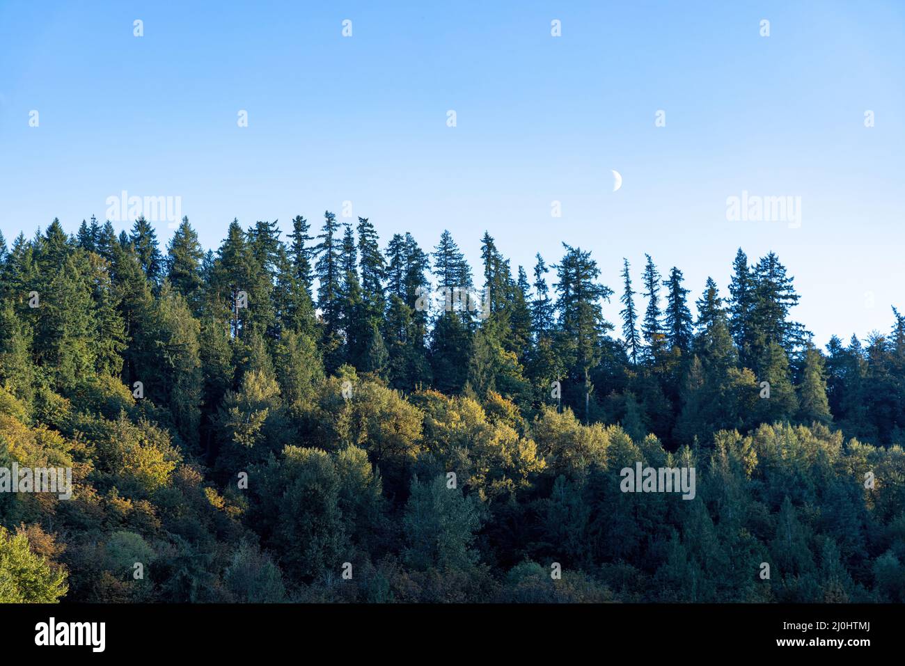 Moon above pine trees hi-res stock photography and images - Alamy